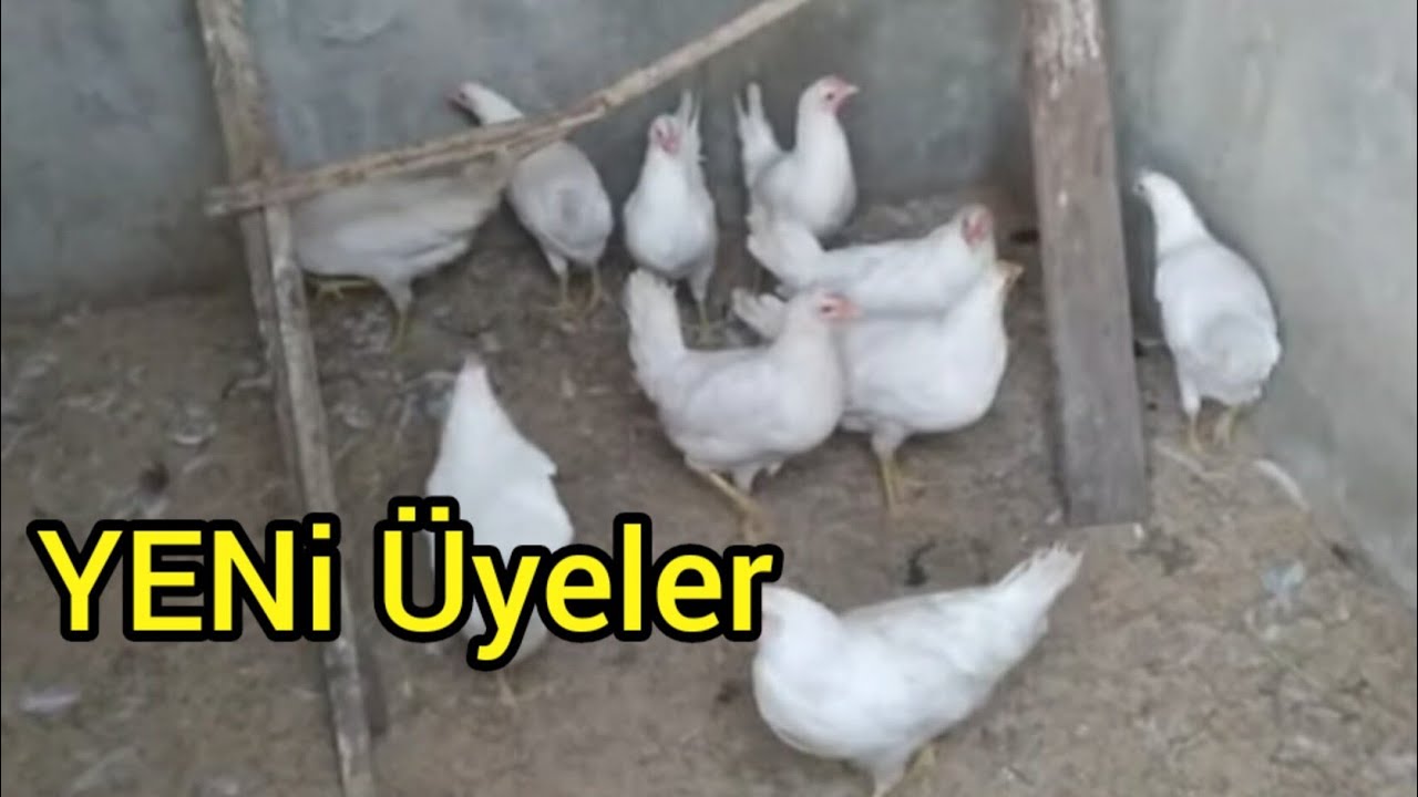 YENİ LİGORİN TAVUKLARI GELDİ . - YouTube