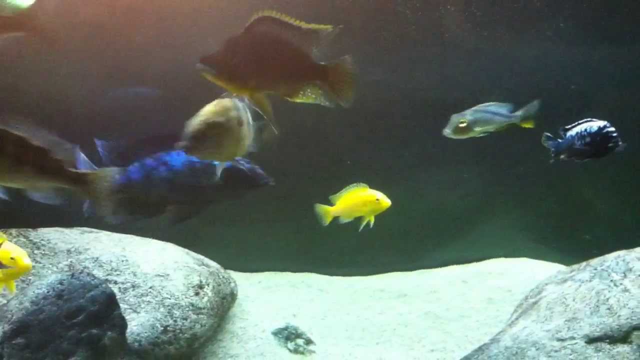 Fossorochromis Rostratus - YouTube
