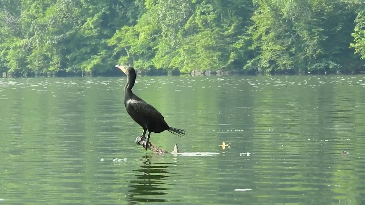 Cormorant flies - YouTube
