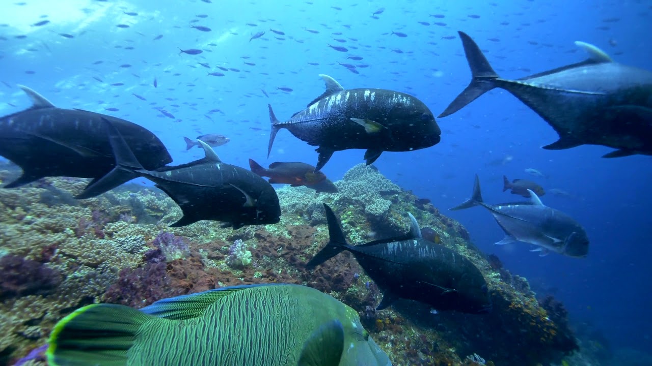 Underwater Wonders, The Giant Trevally - YouTube