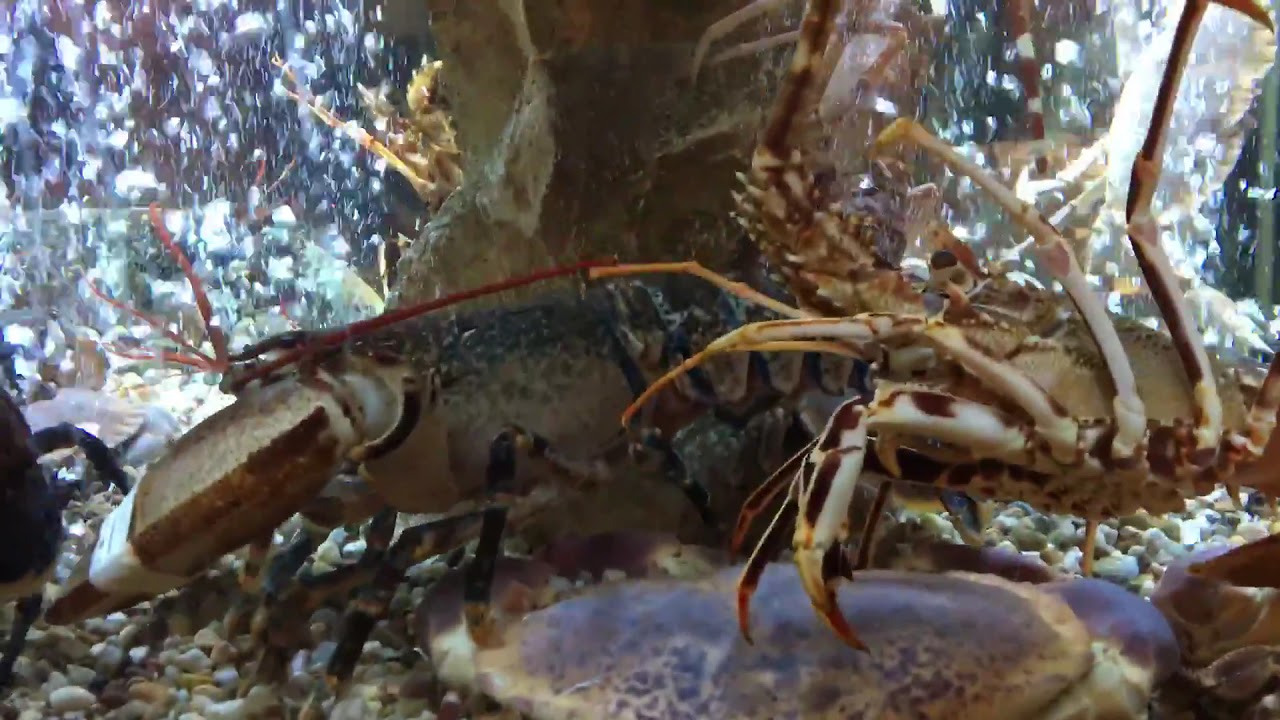 Homard vs Langouste - YouTube