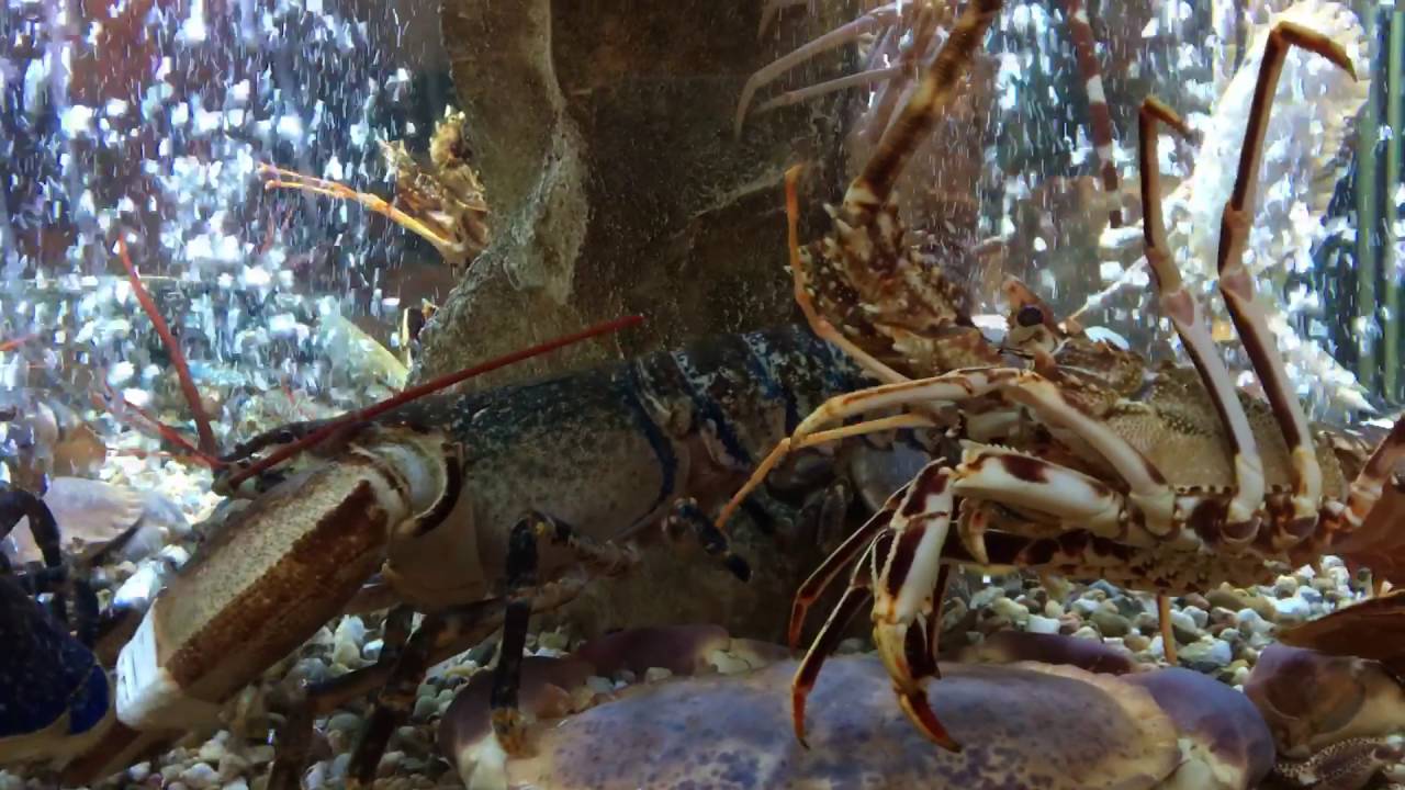 Homard vs Langouste - YouTube
