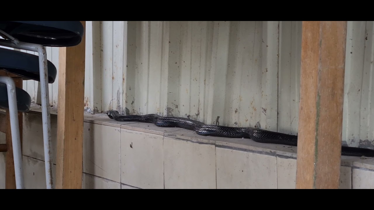 Ular Tedung Hitam di Pondok Rukun Tetangga Taman Impian Langat - YouTube