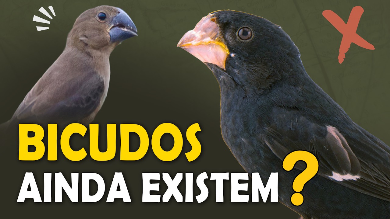 BICUDOS SELVAGENS ainda EXISTEM? Canto e fatos sobre o pássaro bicudo ...