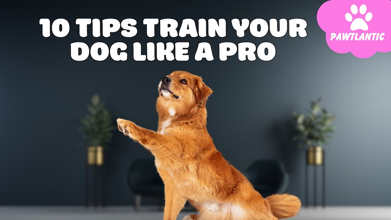 10 Tips for Training Your Dog Like a Pro - Any Breed, Any Age! | Dog ...