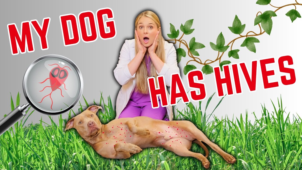 Over The Counter remedies for Dog HIVES and skin Bumps! | Easily ...