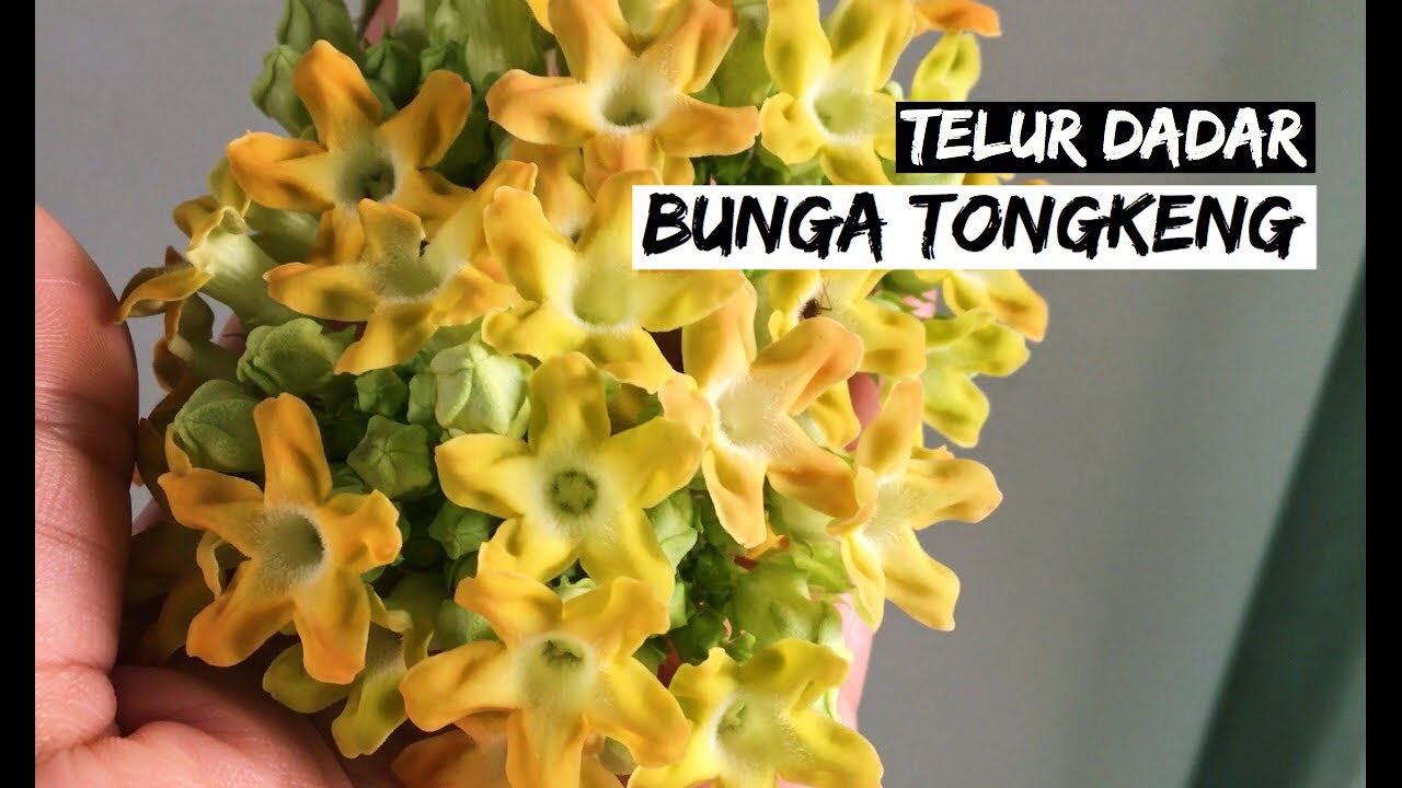BUNGA TONGKENG (TELUR DADAR) - YouTube