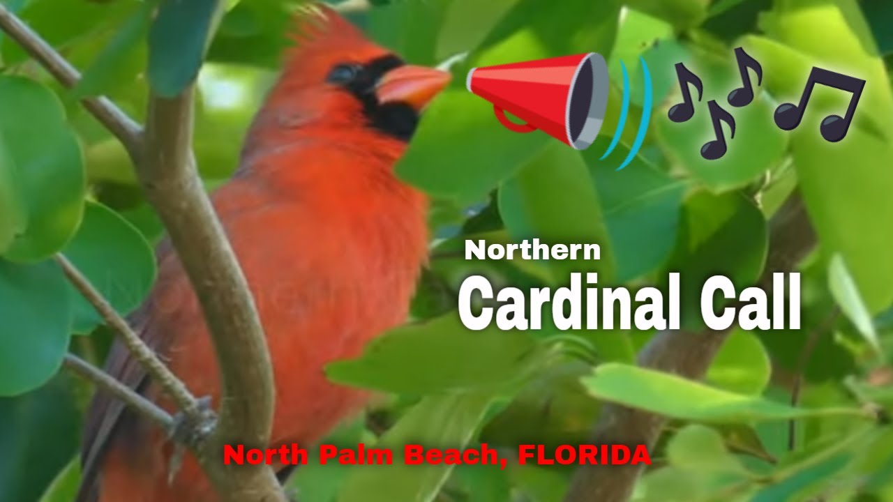 Northern Cardinal Call and Singing - YouTube
