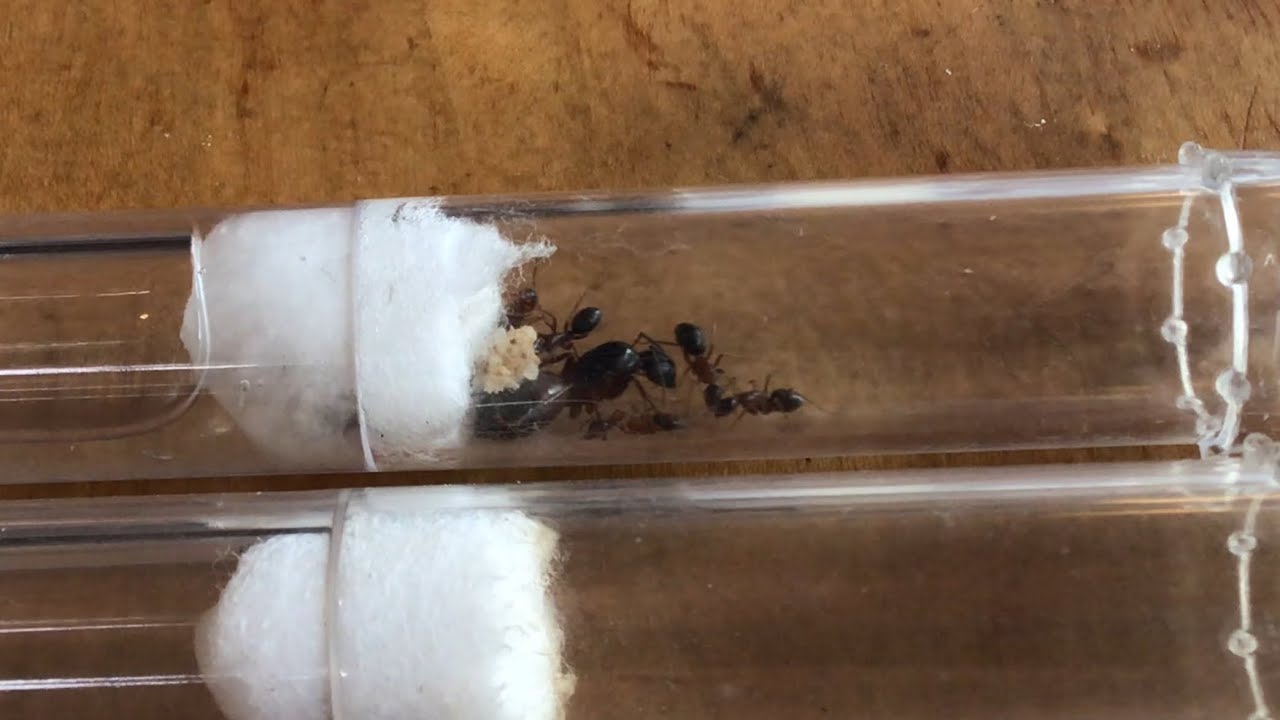 Checking on my ANTS - YouTube