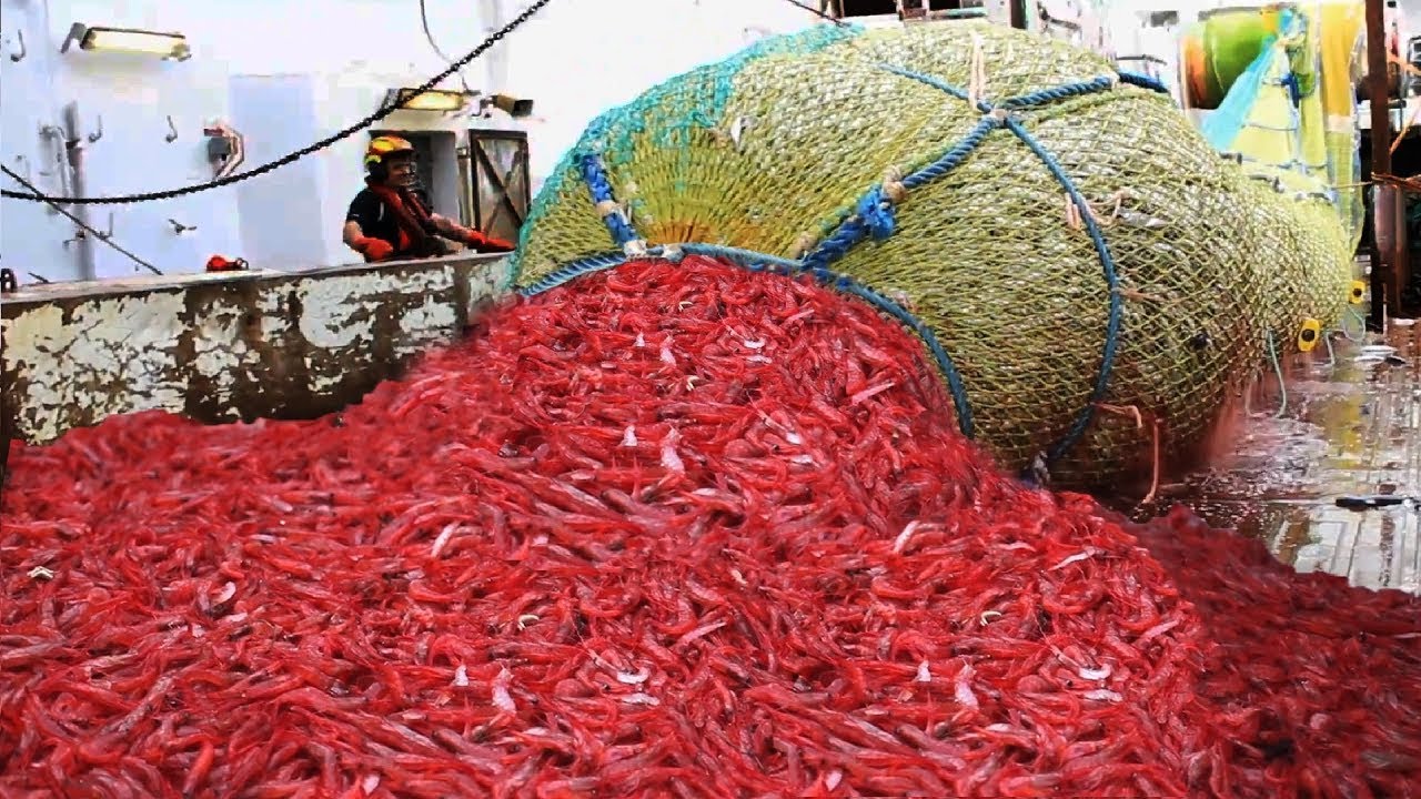 Take you to the world's most advanced shrimp trawling ship catch 440 ...