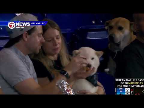 Jealous dog caught drooling over other dog’s hot dog at loanDepot Park