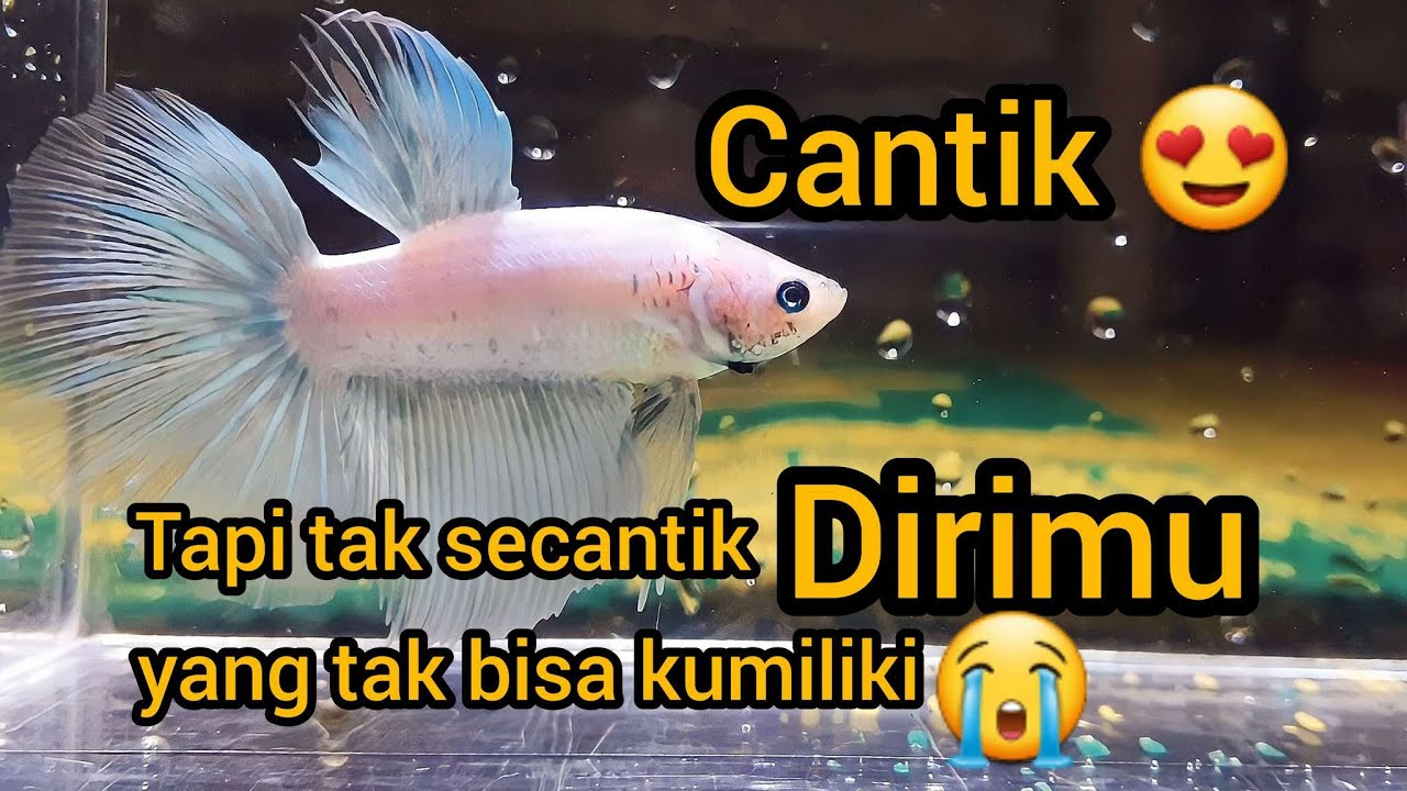 BUKAN CURHAT YA. Betta fish ikan cupang white. Tapi bukan white ...