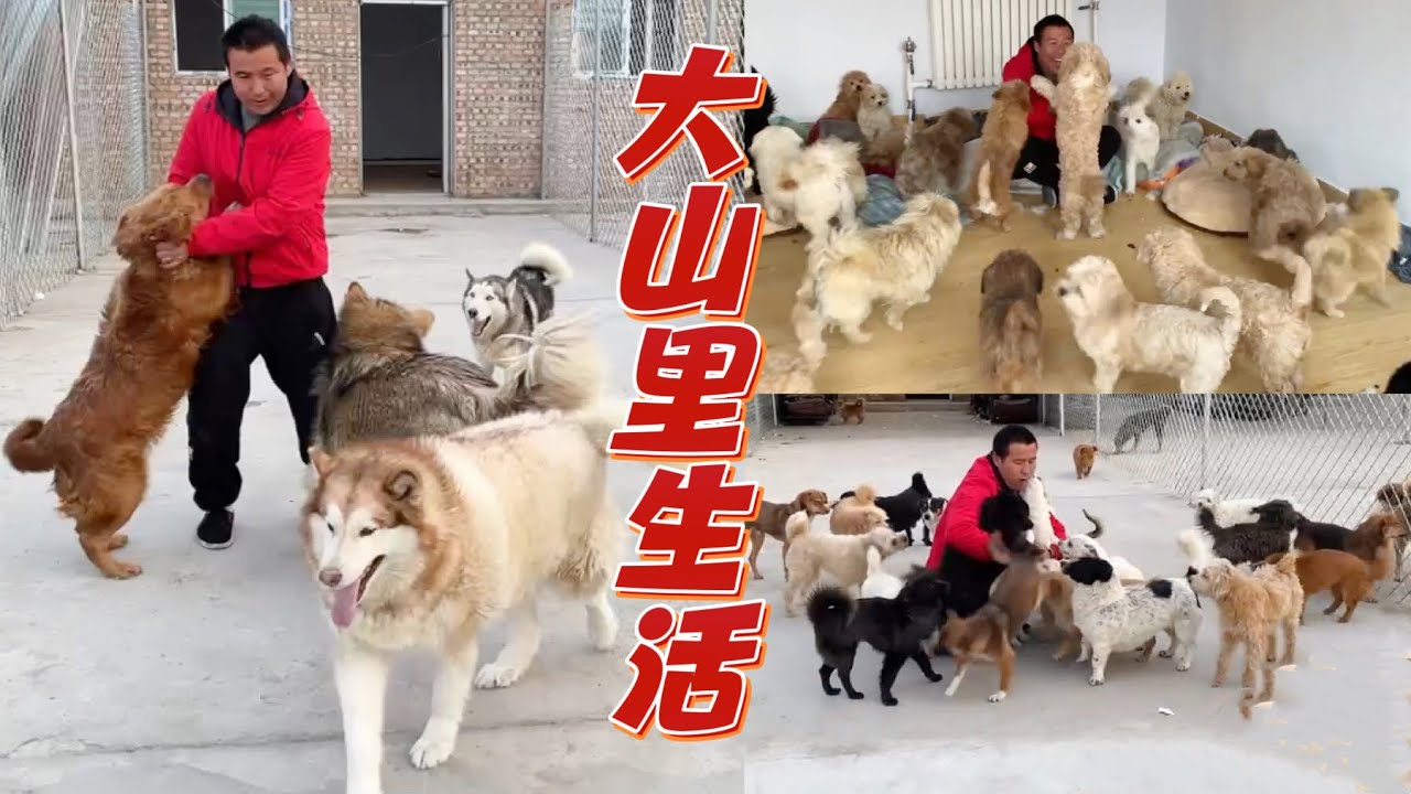 2023-3-30 Stray dogs rescue in Shanxi China 小徐带着177只流浪狗回归大山生活，从未想过会如此的 ...