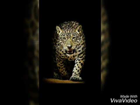 Mulla 313 group Rawalpindi - YouTube