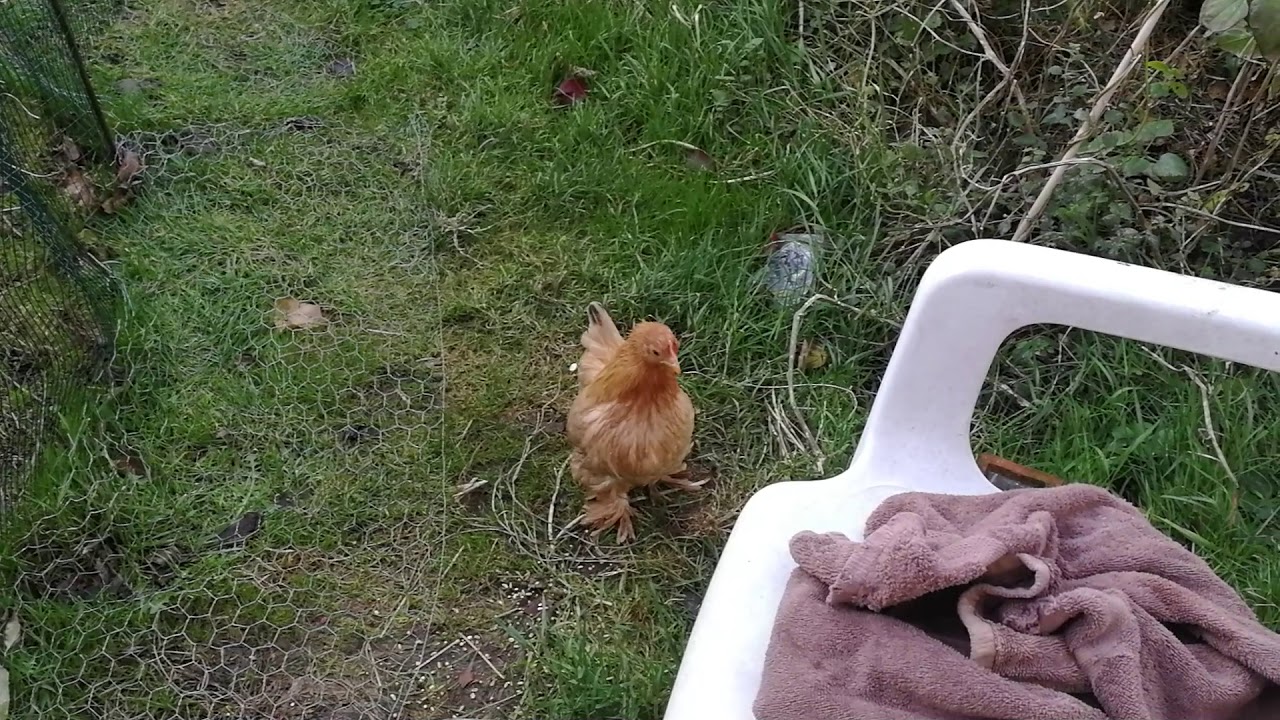 Compo pekingese bantam chicken crowing - YouTube