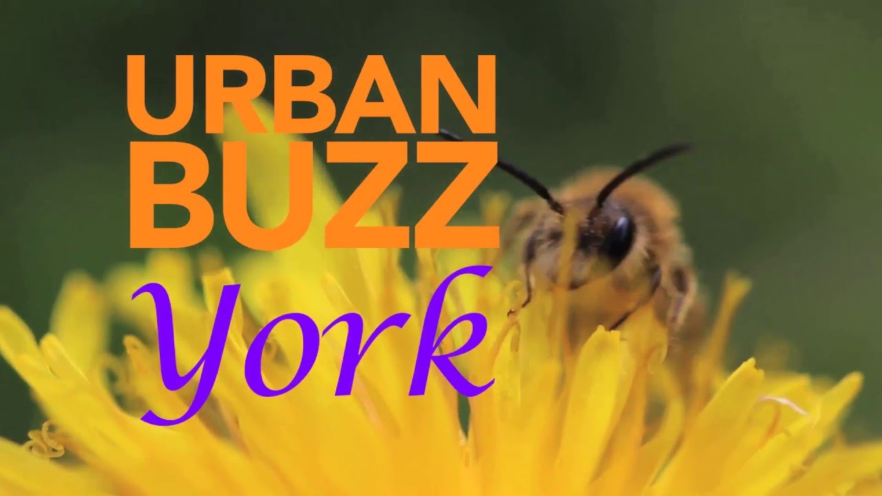 Urban Buzz York - YouTube