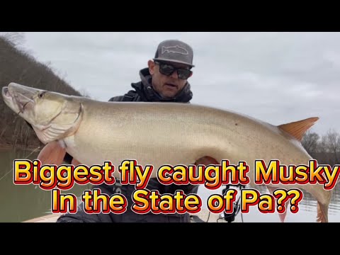 MASSIVE Pennsylvania Musky caught on the fly 🎣 #musky #muskyfishing # ...