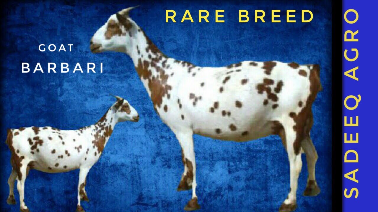 Rare Goat Breed || Bar Bari - YouTube