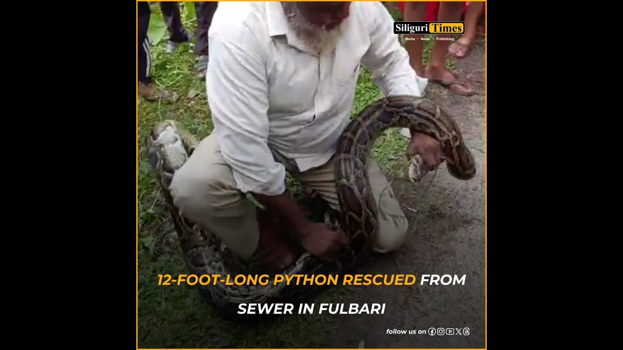 12-foot-long python rescued from sewer in Fulbari (Bangla) - YouTube