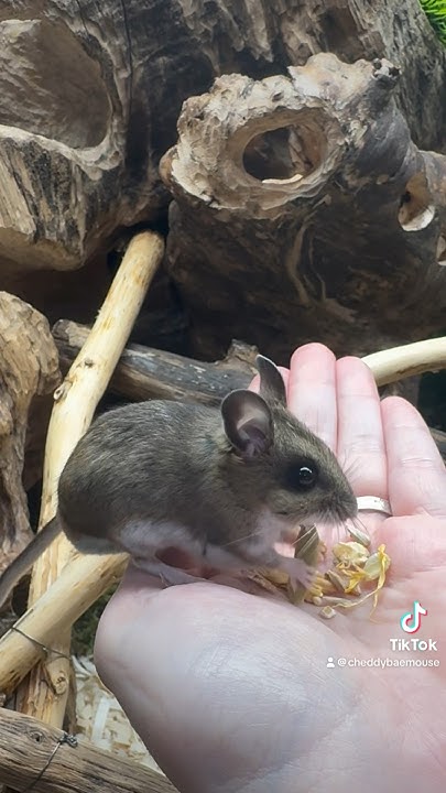 Feeding Cute Deer Mouse ️🐭 - YouTube