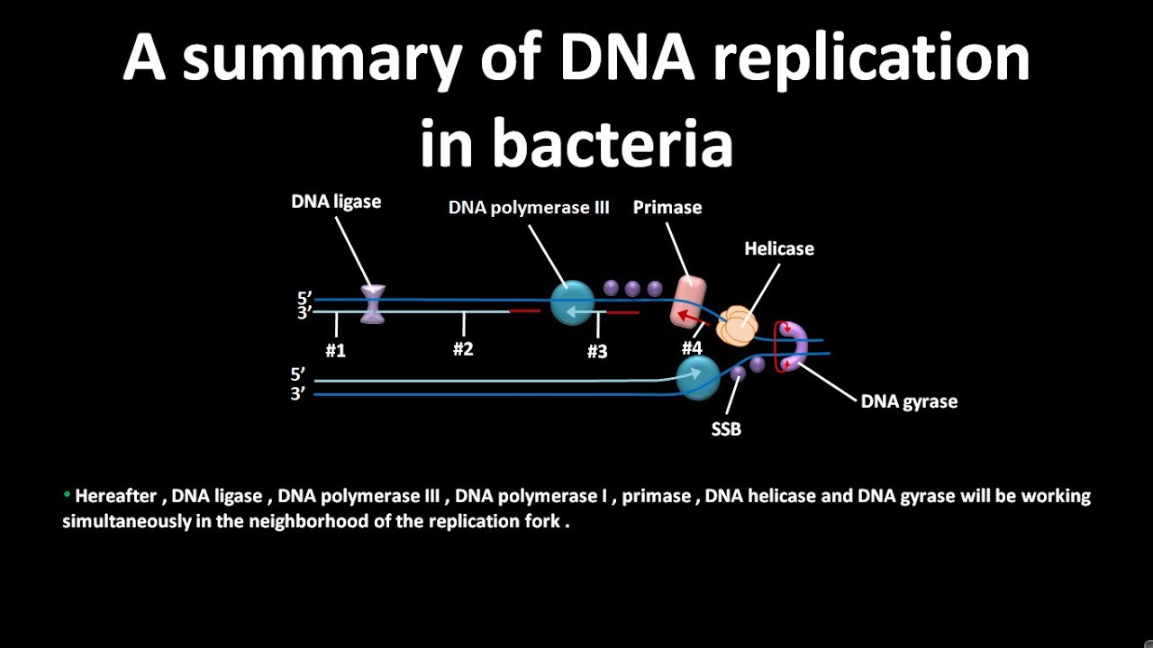 DNA replication in bacteria - YouTube
