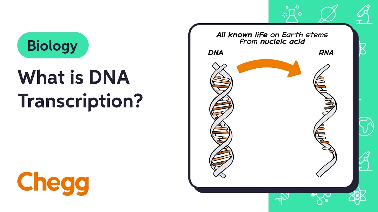 What is DNA Transcription? | Introduction to Biology - YouTube