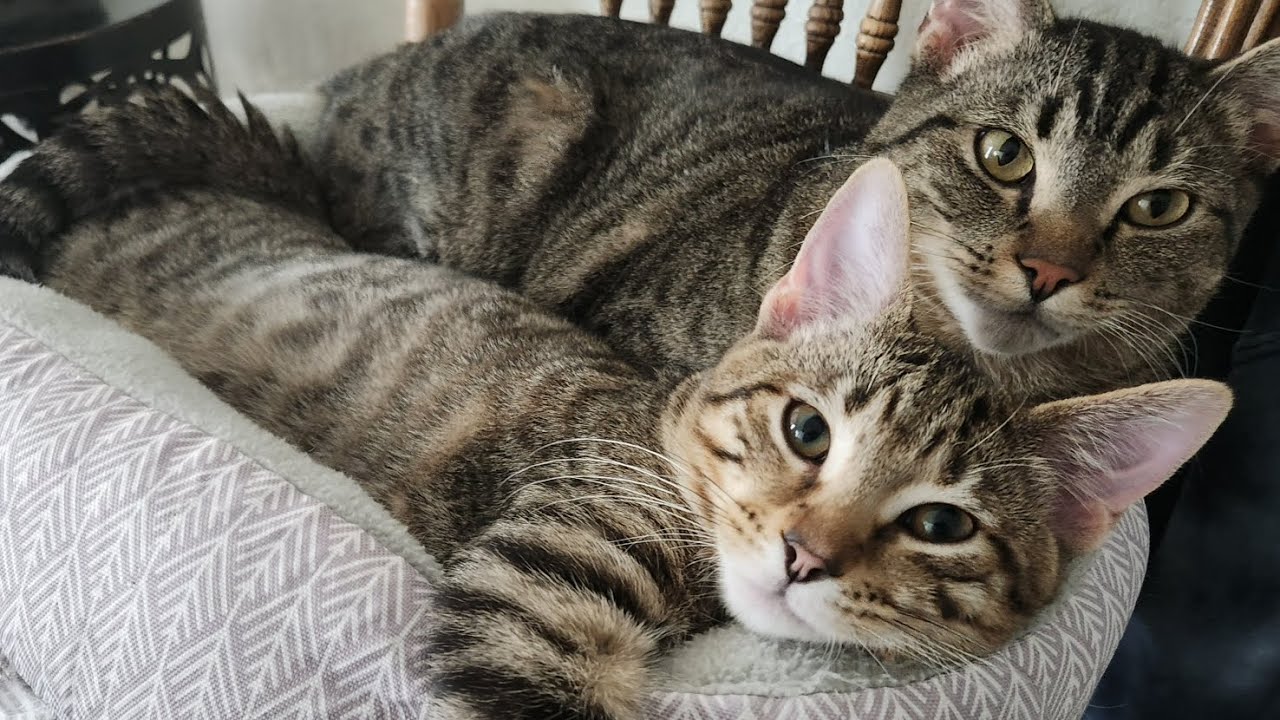 When you find your best friend. Lil Gordon Krantz/Duke.... - YouTube