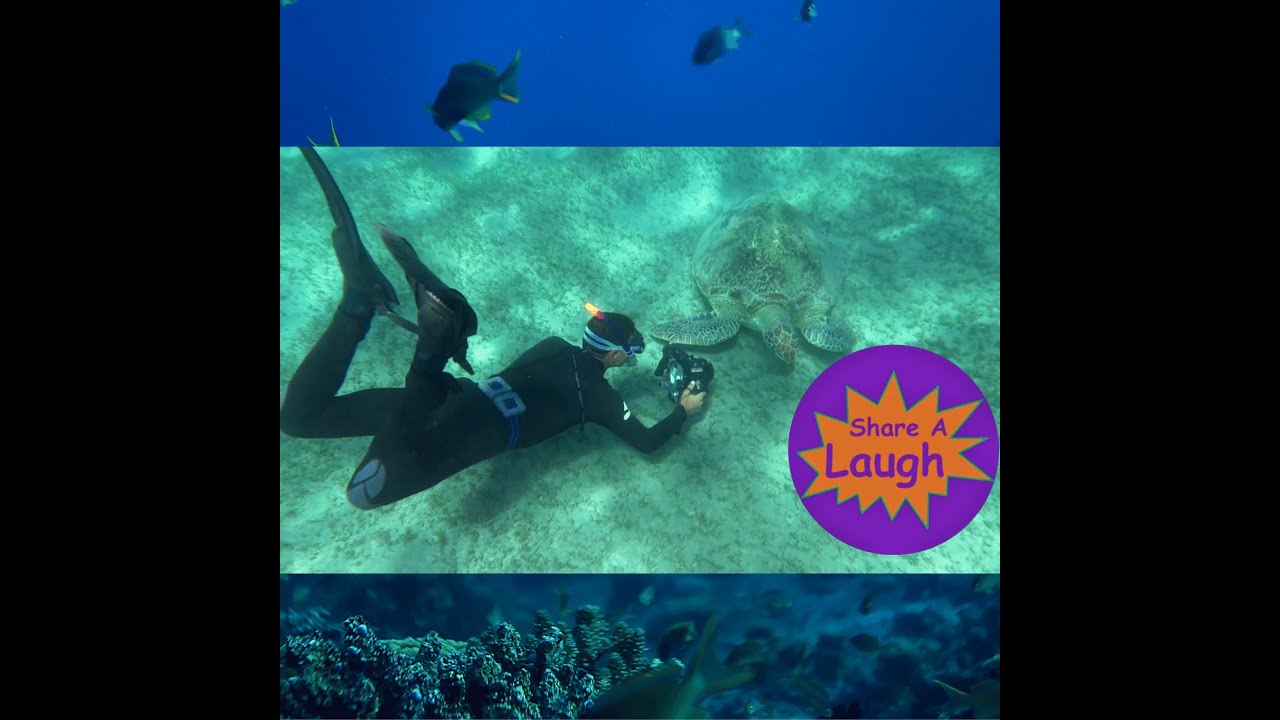 Turtle Jokes - Share a Laugh with my 10 Favorite Jokes, Riddles, Puns ...