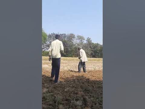 khet me urad ki buai - YouTube