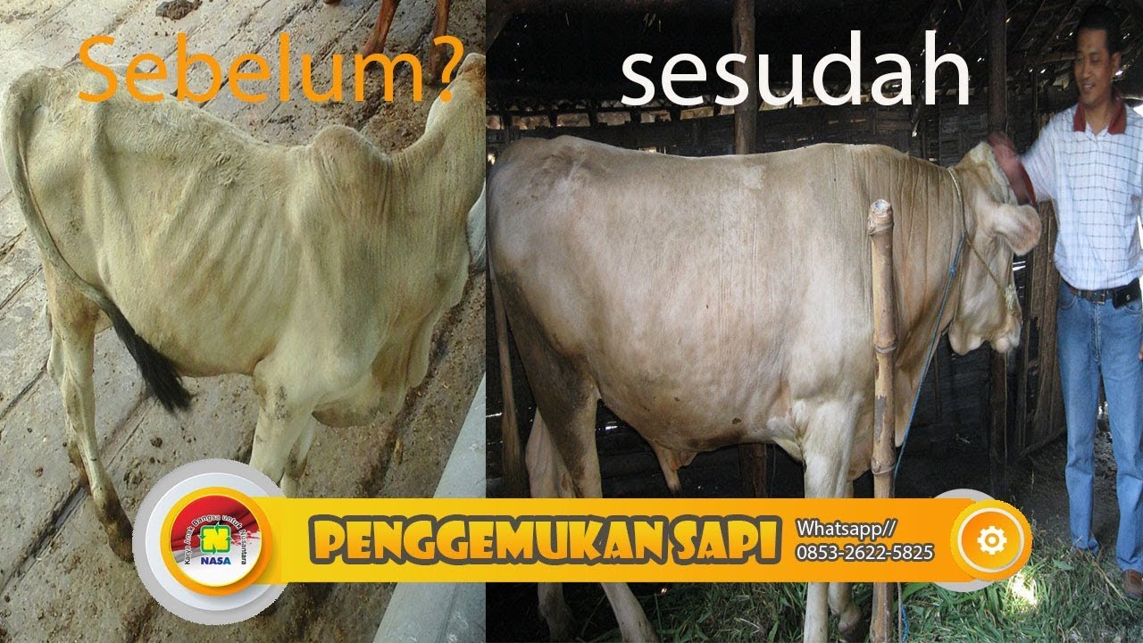 Kesaksian | Sapi ini Awalnya Kurus Sampai Benar2 Terbukti Gemuk|2018 ...