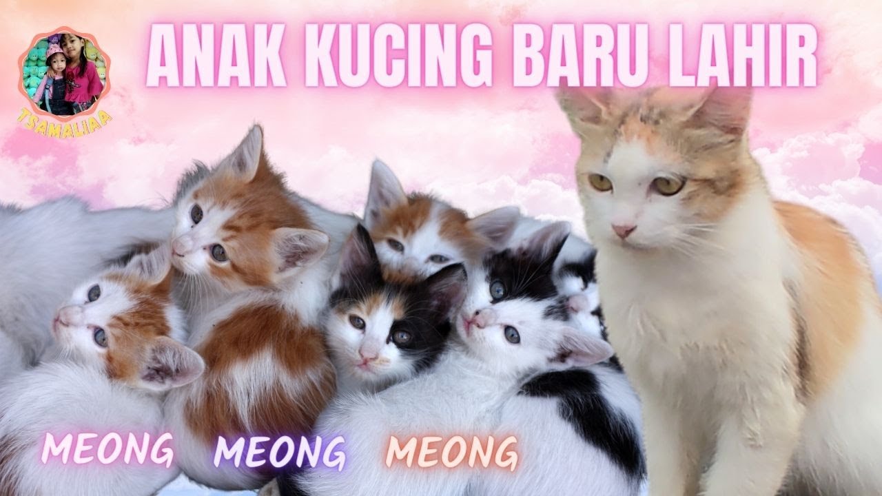 Kucing Meong Meong Lagu Anak Populer Anak Kucing Meong Meong !! Anak Kucing Baru Lahir #kucing ...
