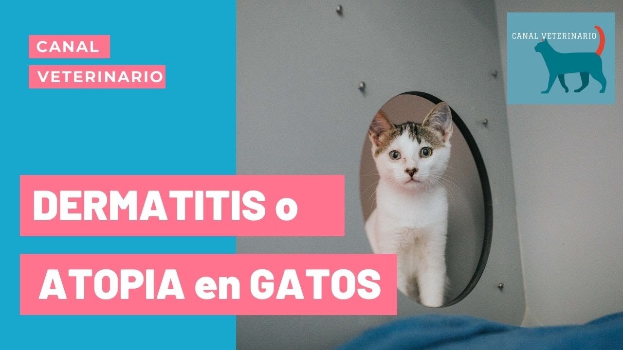 Mi gato tiene dermatitis alérgica o atopia 🙀 - YouTube