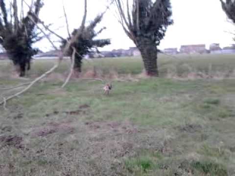 crazy whippet - YouTube