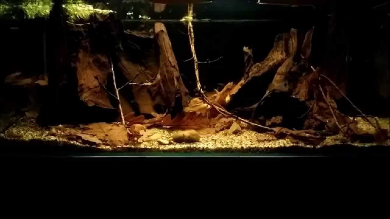 Amazon black water biotope tank - YouTube