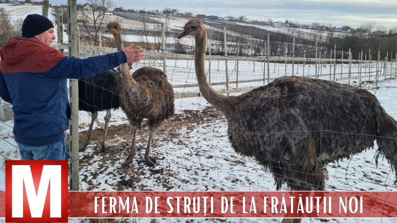 Ferma de struți de la Frătăuții Noi - YouTube