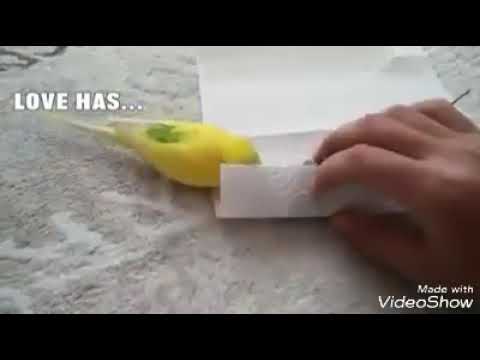 Marke bhi maahi tohse muh na modna😭😭😭😭 - YouTube