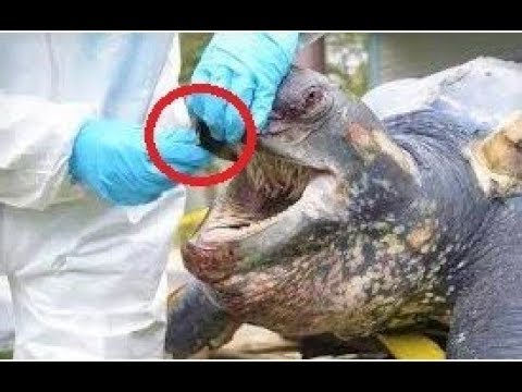 12 MOST Dangerous Turtles Ever - YouTube