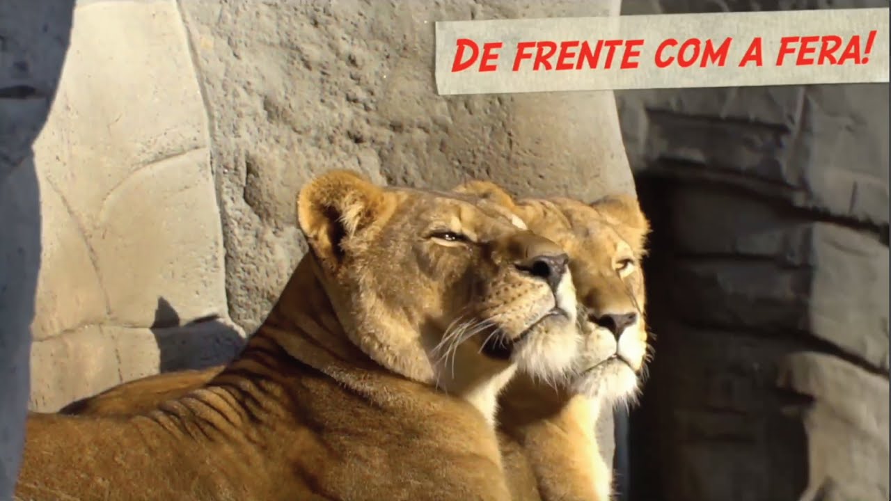 DE FRENTE COM A FERA.28.04.20 - YouTube