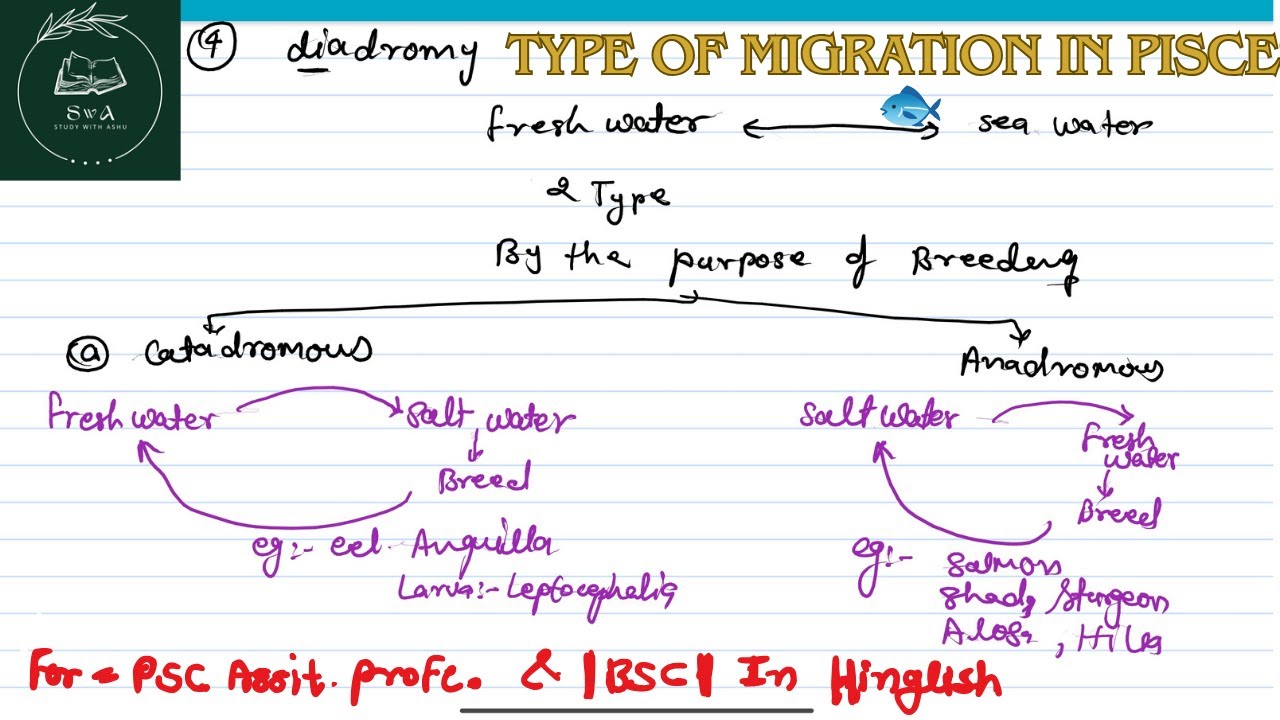 Migration and type of migration in pisces 🐟(fish) & parental care in ...