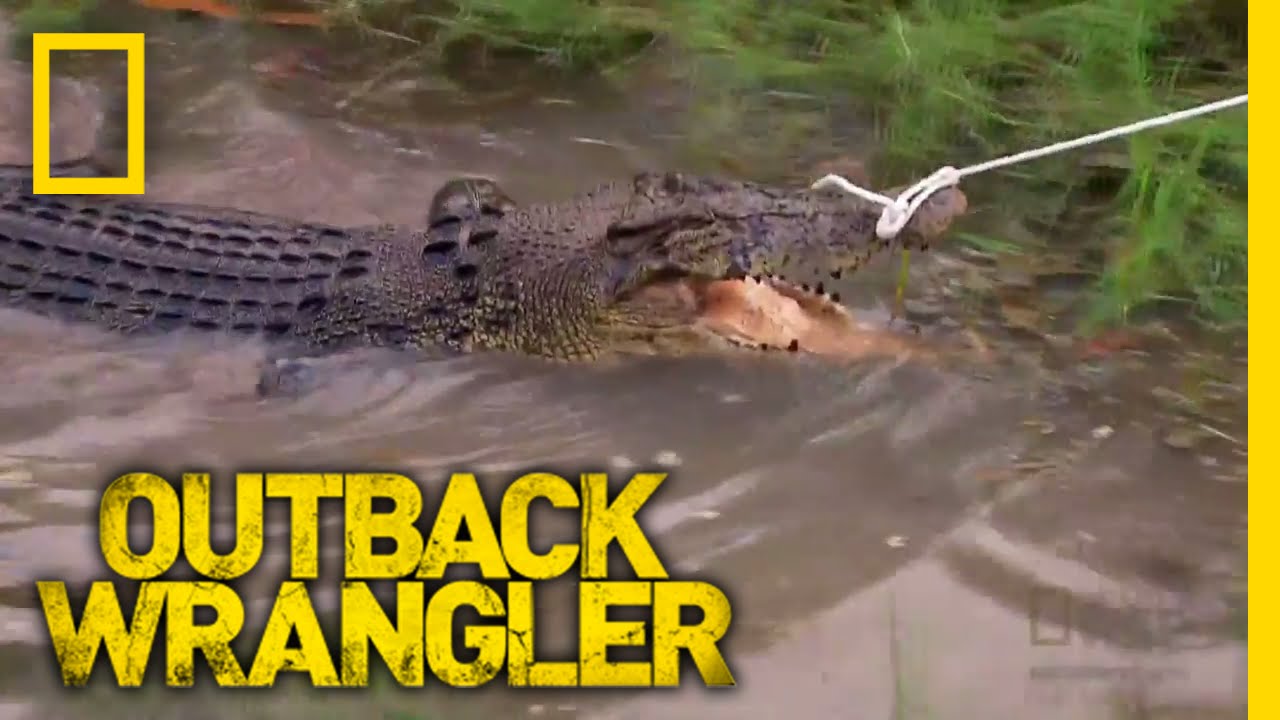 Wild Croc Catch | Outback Wrangler - YouTube