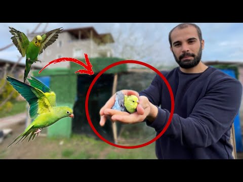 YENİ YAVRU MUHABBET KUŞLARIM - KÖYDEKİ EVİMİZ YIKILACAK