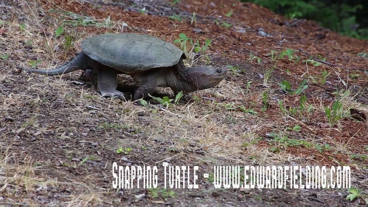 Snapping Turtle walking back to the pond - YouTube