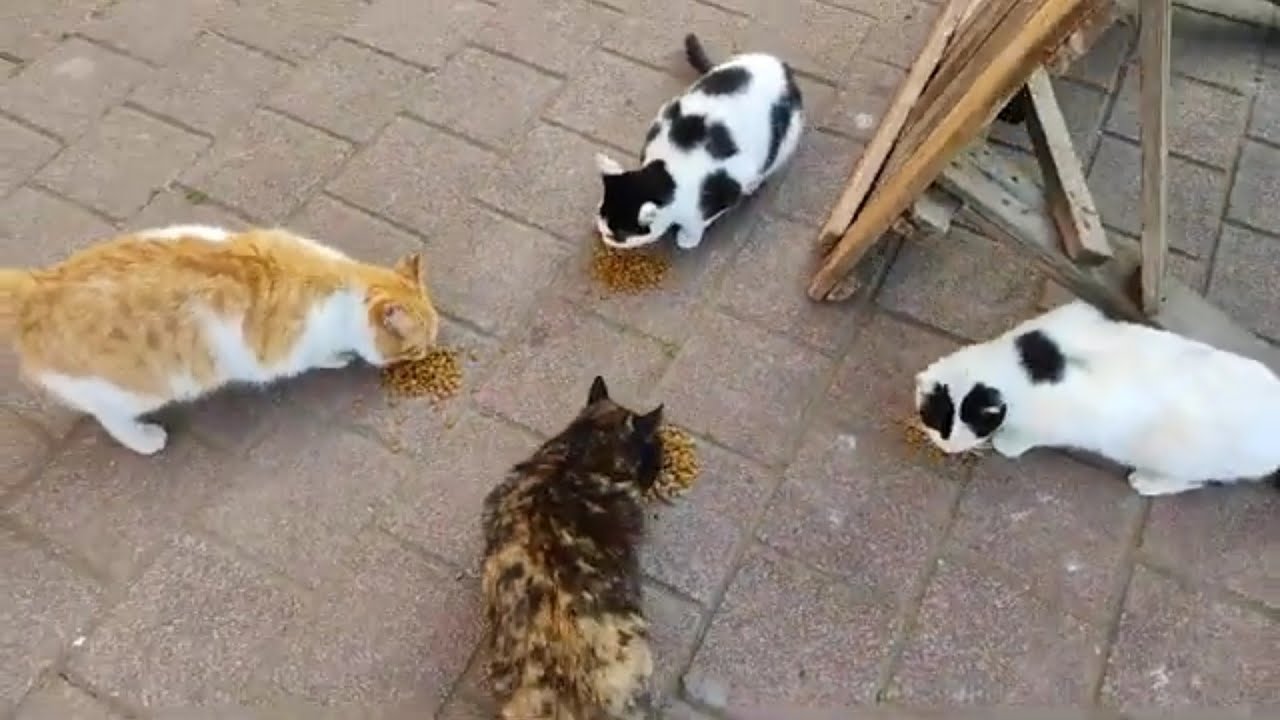 Street cats with super colors - YouTube