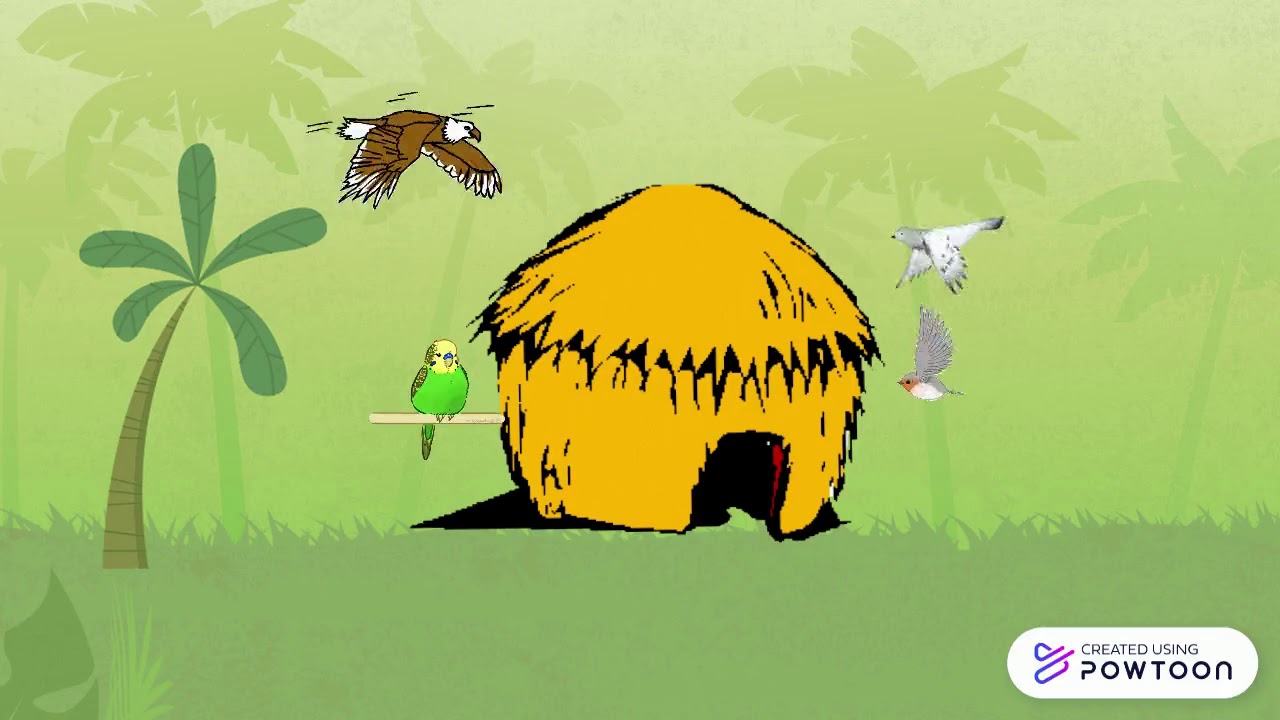 Tuko and The Birds - YouTube