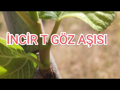 iNCİR T GÖZ AŞISI ve SONUCU Fig Grafting