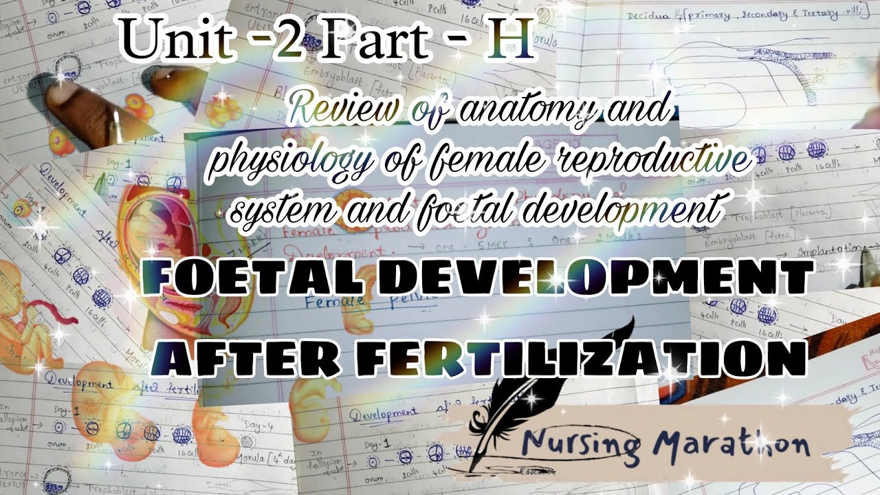 Unit - 2 | Part - H | OBG | FOETAL DEVELOPMENT AFTER FERTILIZATION 🐣 ...