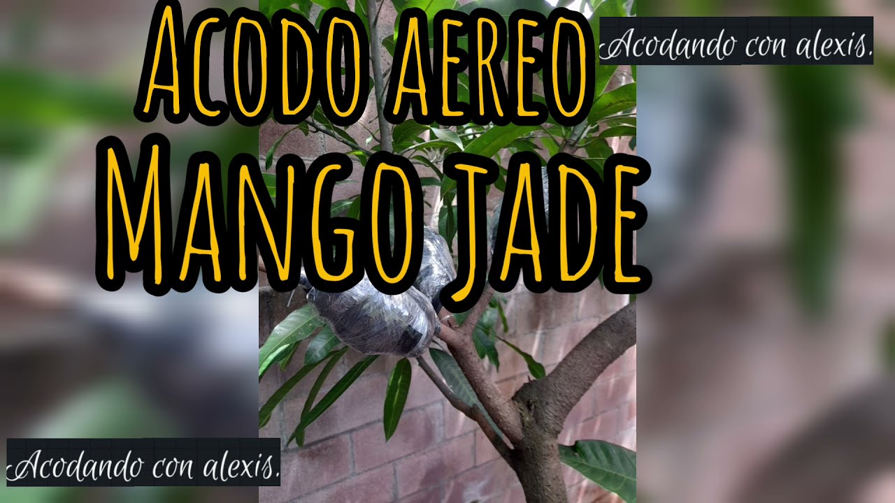 Acodo aereo de mango paso a paso - YouTube
