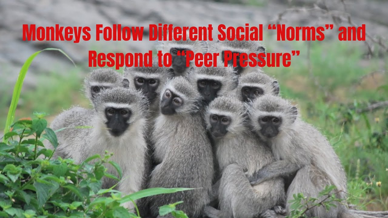 Monkeys Follow Different Social “Norms” and Respond to “Peer Pressure ...