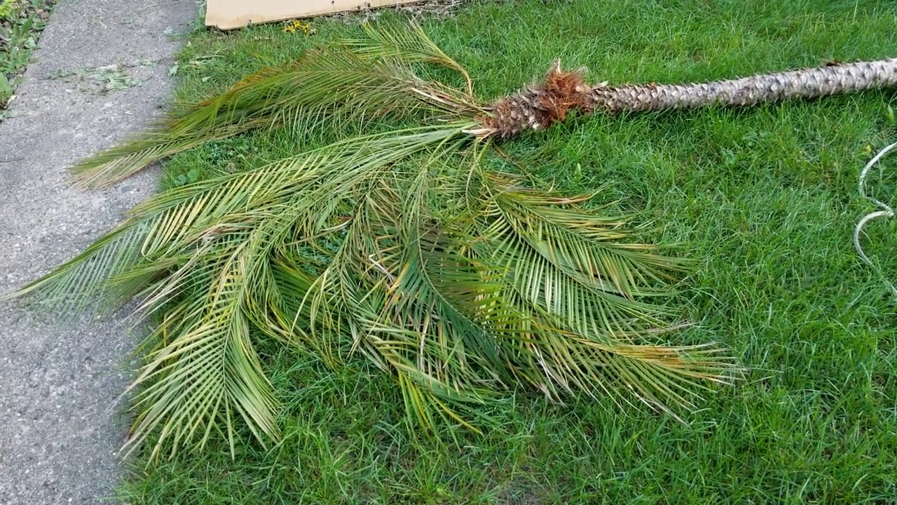 Goodbye Stream Tree - YouTube