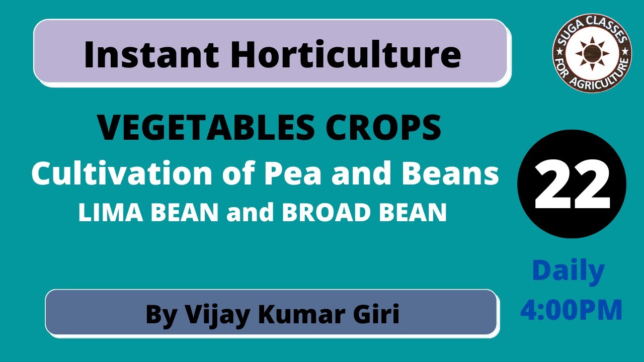 Lecture 22 cultivation of lima bean cultivation of broad bean vegetable ...